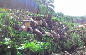 Solid Waste Management | Worldwide Environment